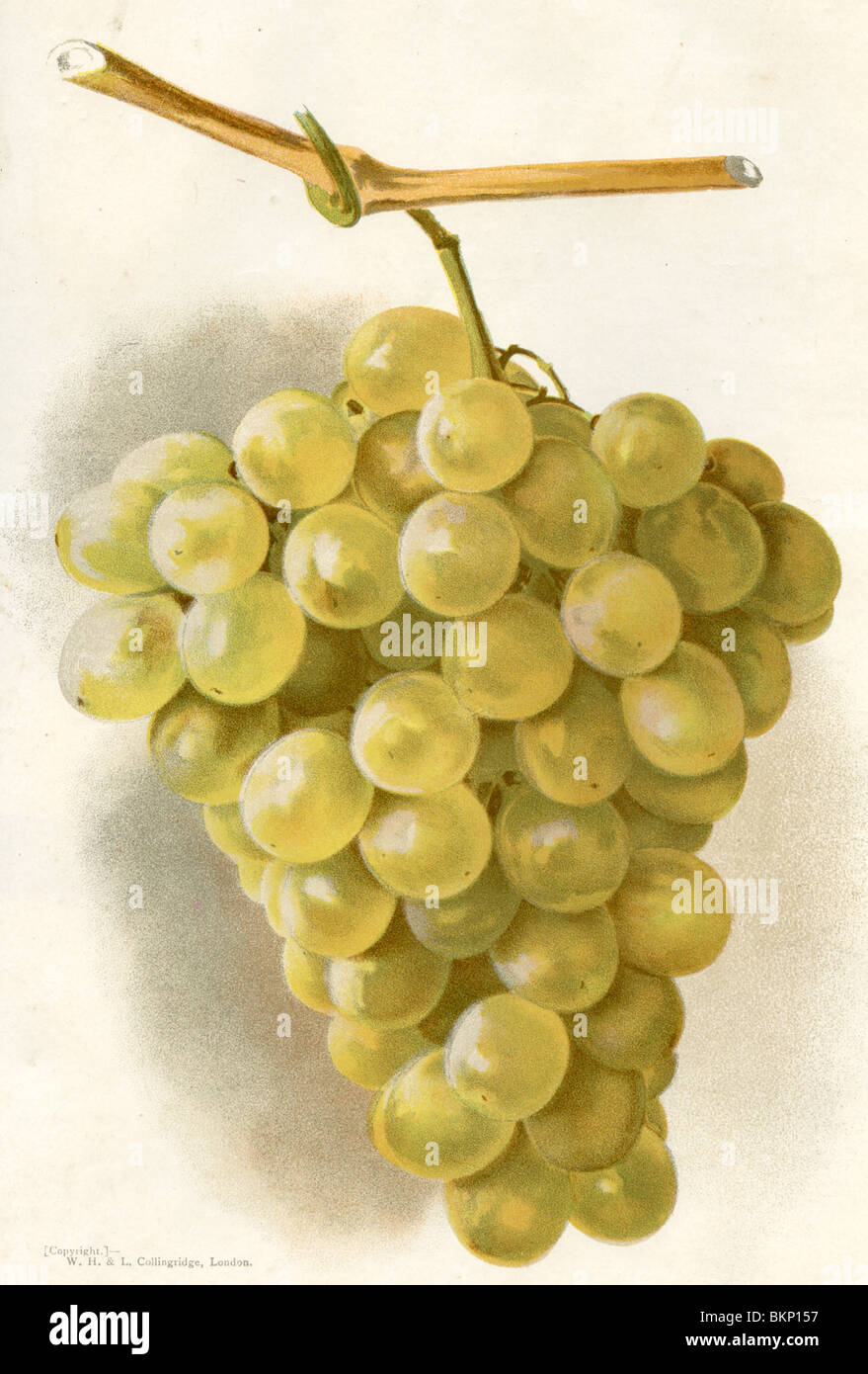 Late Grape - Muscat of Alexandria Stock Photo - Alamy