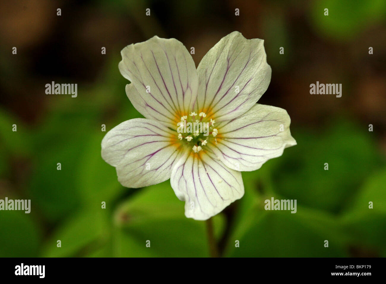 Witte bloem hi-res stock photography and images - Alamy