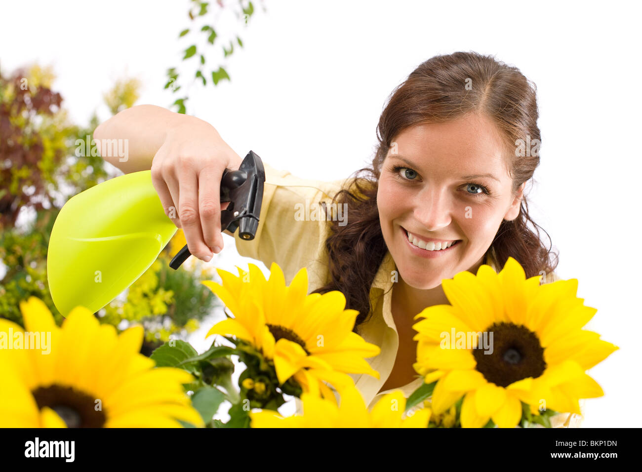 Gardening - smiling woman spraying sunflower blossom on white ...