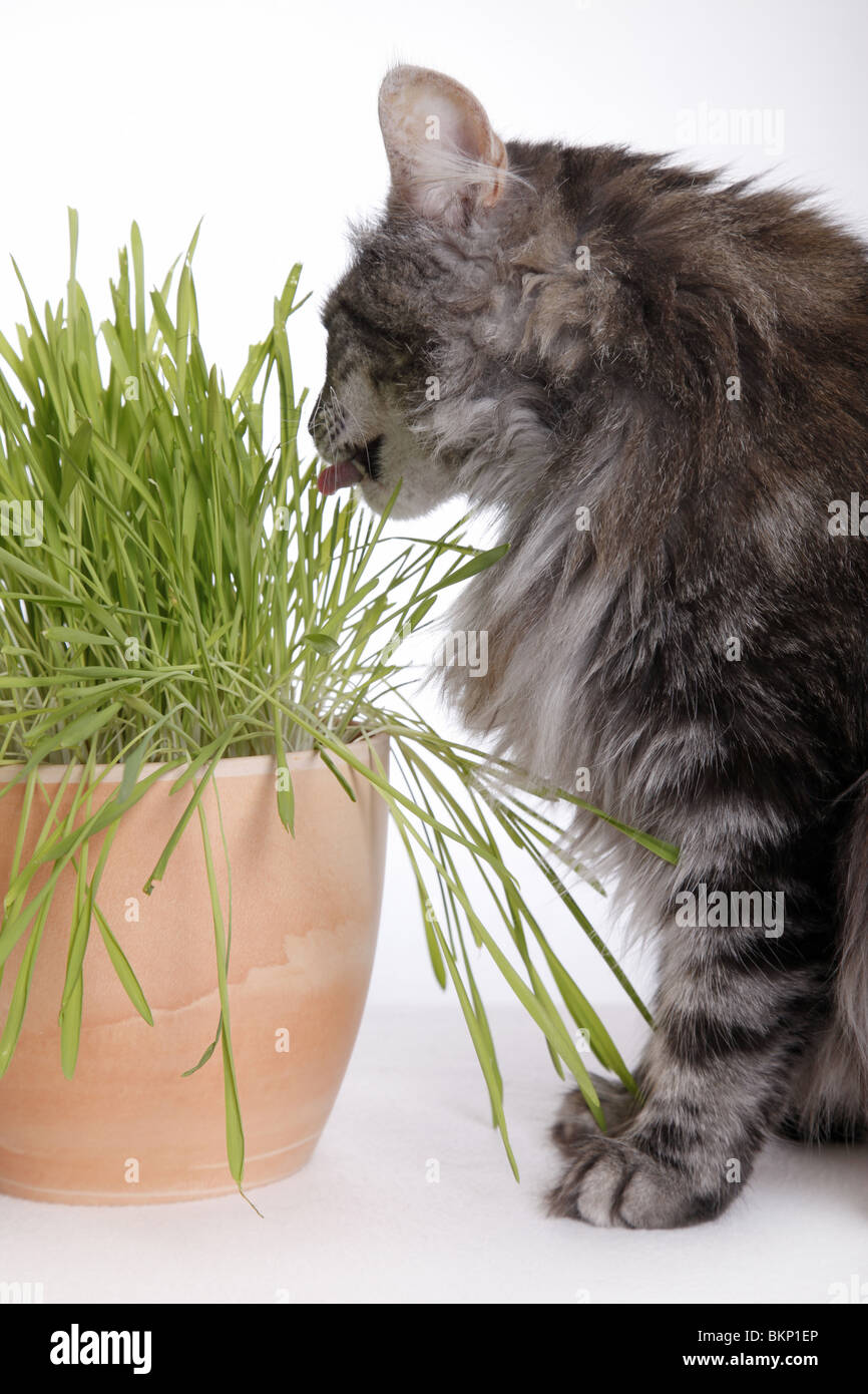 Black classic torbie hi-res stock photography and images - Alamy