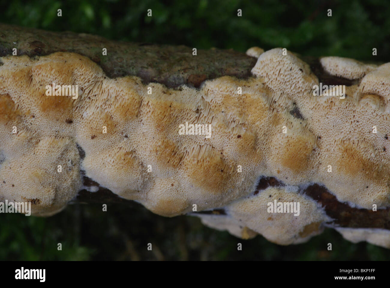 Abrikozenbuisjeszwam; Schizopora flavipora Stock Photo - Alamy