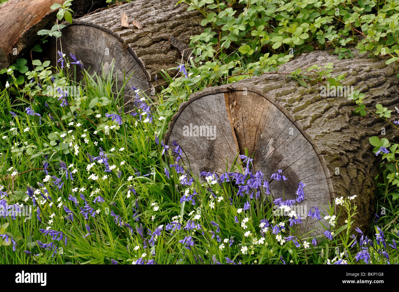 Felled oak tree in nature reserve, Warwickshire, UK Stock Photo - Alamy
