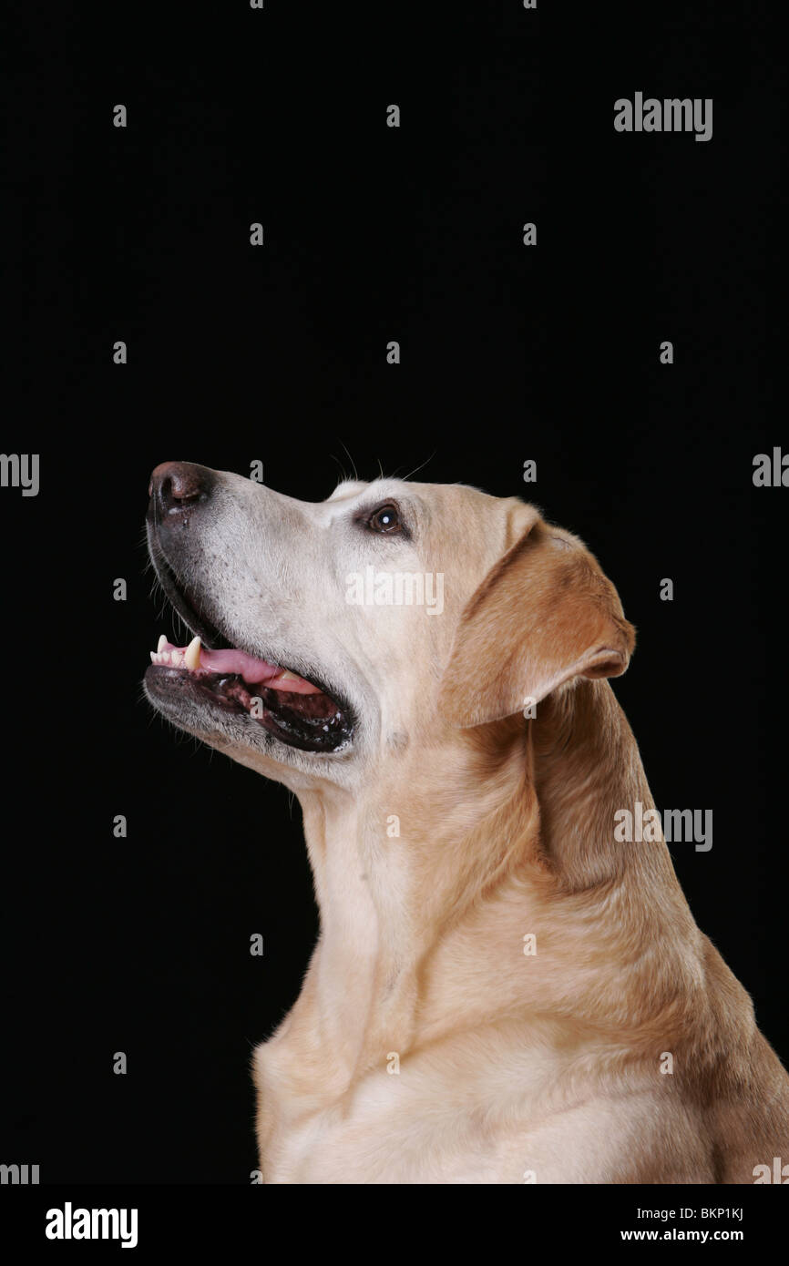 Labrador Retriever Portrait Stock Photo - Alamy