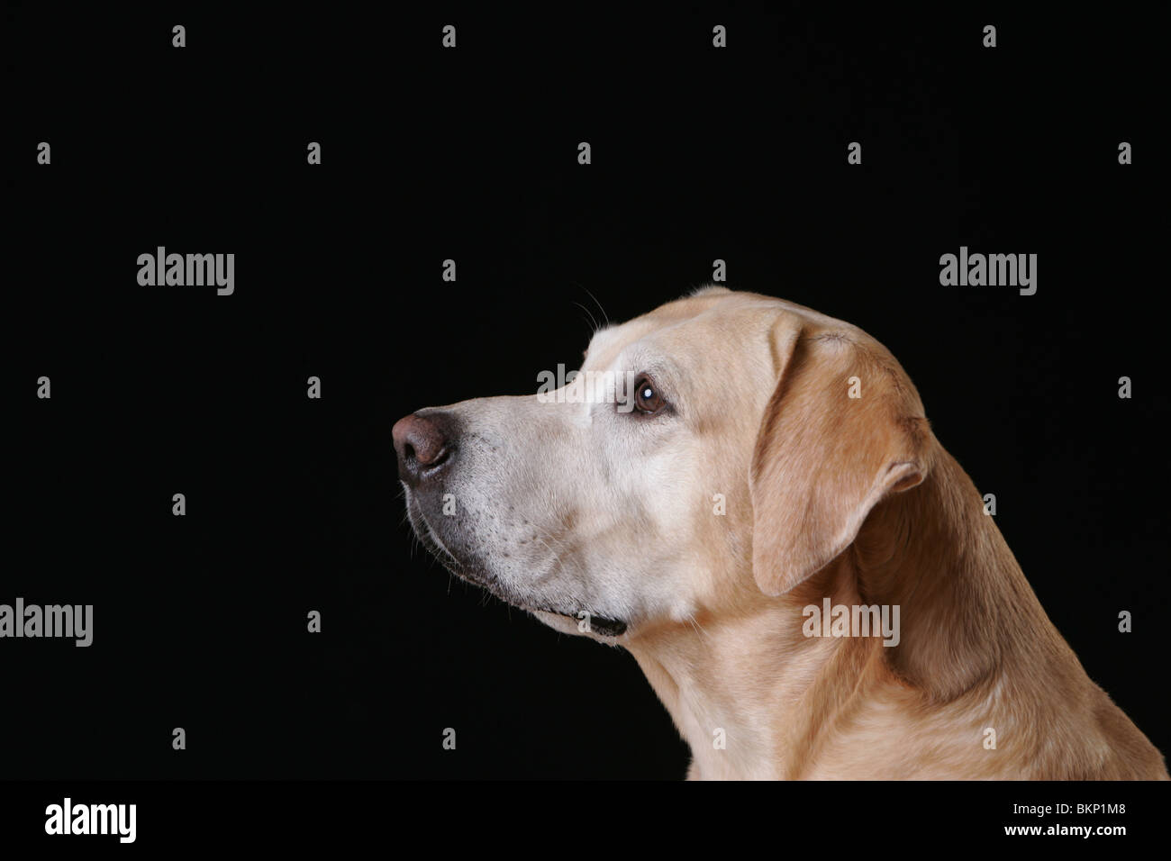 Labrador Retriever Portrait Stock Photo - Alamy