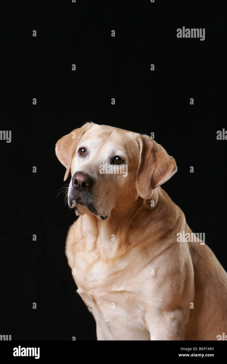 Labrador Retriever Portrait Stock Photo - Alamy