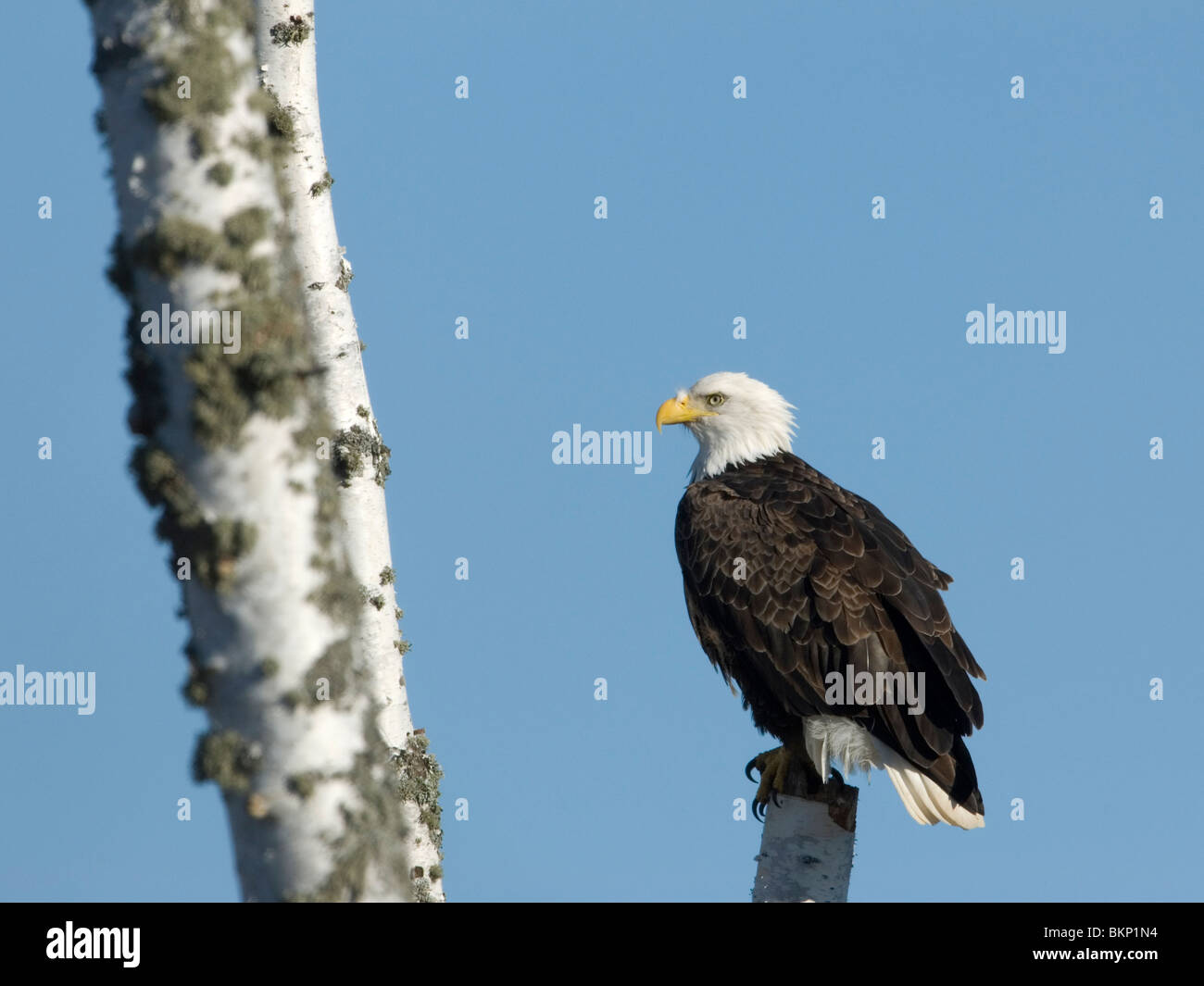 Dead eagle hi-res stock photography and images - Alamy