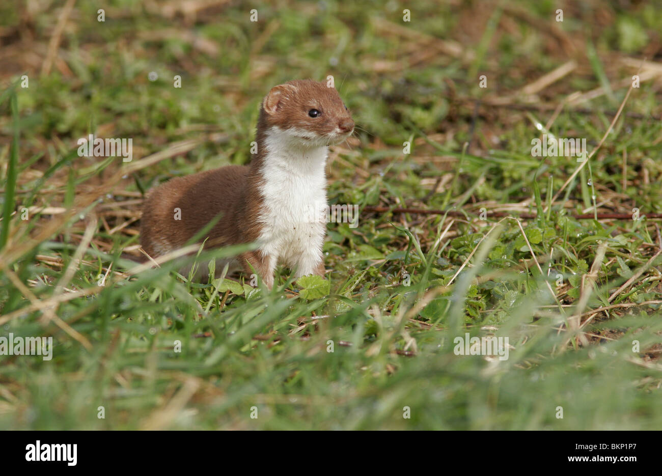 Alert looking Weasel Stock Photo - Alamy