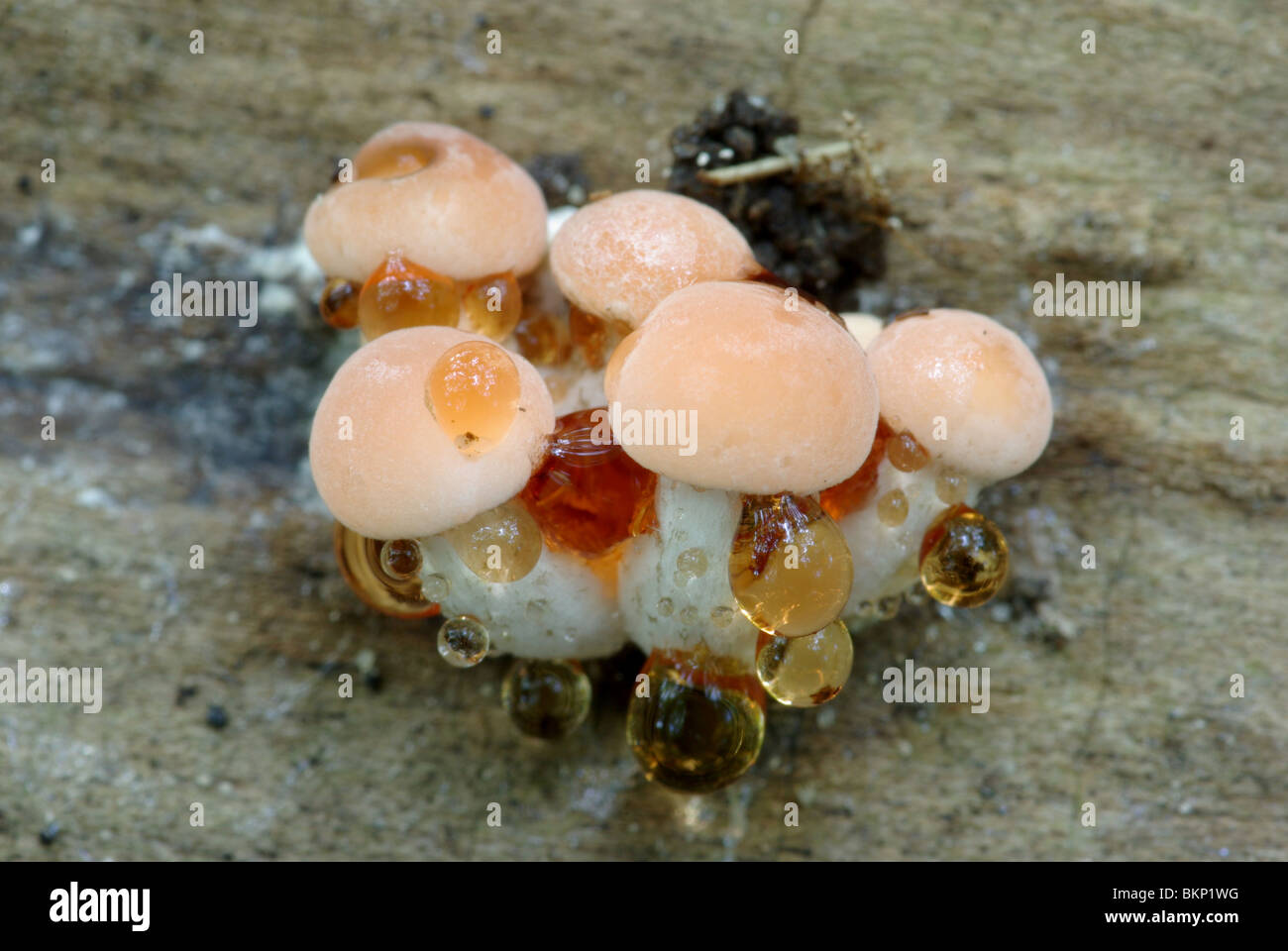Zalmzwammen hi-res stock photography and images - Alamy