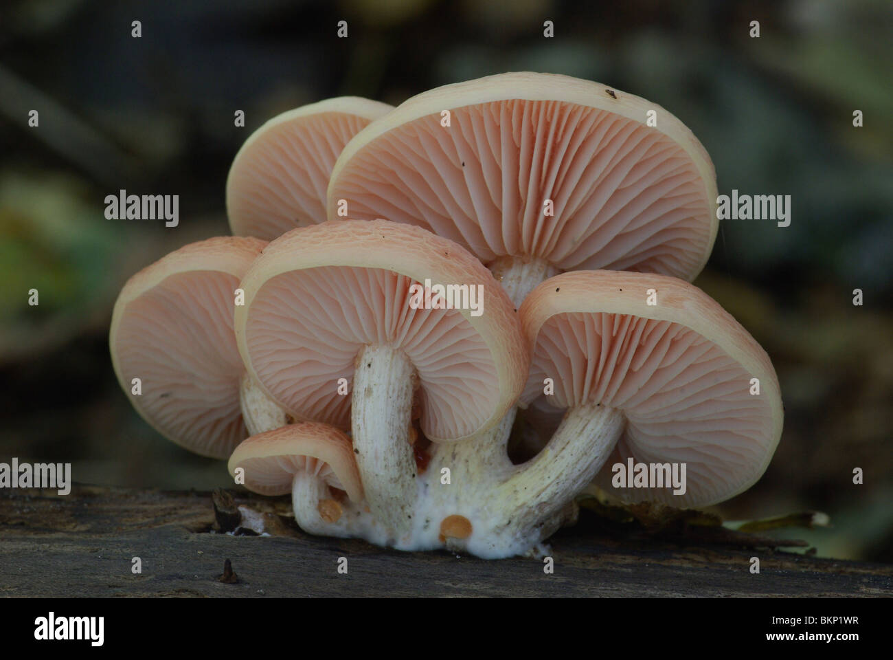 Ouder hi-res stock photography and images - Alamy