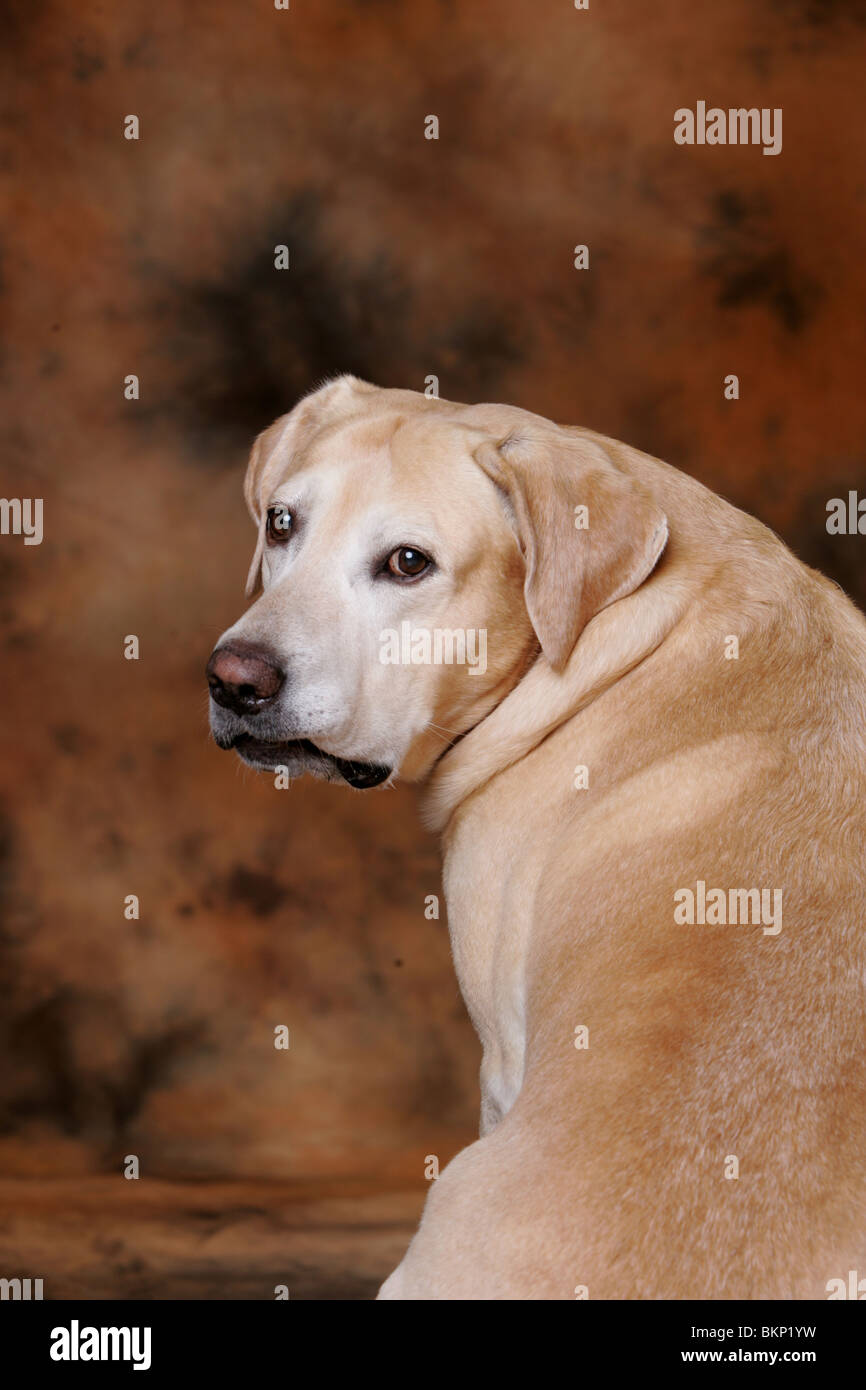 Labrador Retriever Portrait Stock Photo - Alamy