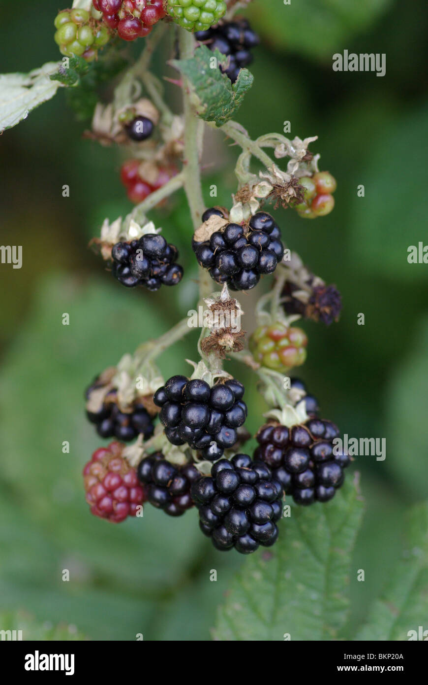 Gewone braam in rijpe toestand hi-res stock photography and images - Alamy