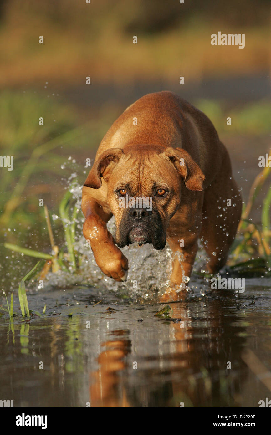 Boxer dog bath hi-res stock photography and images - Alamy