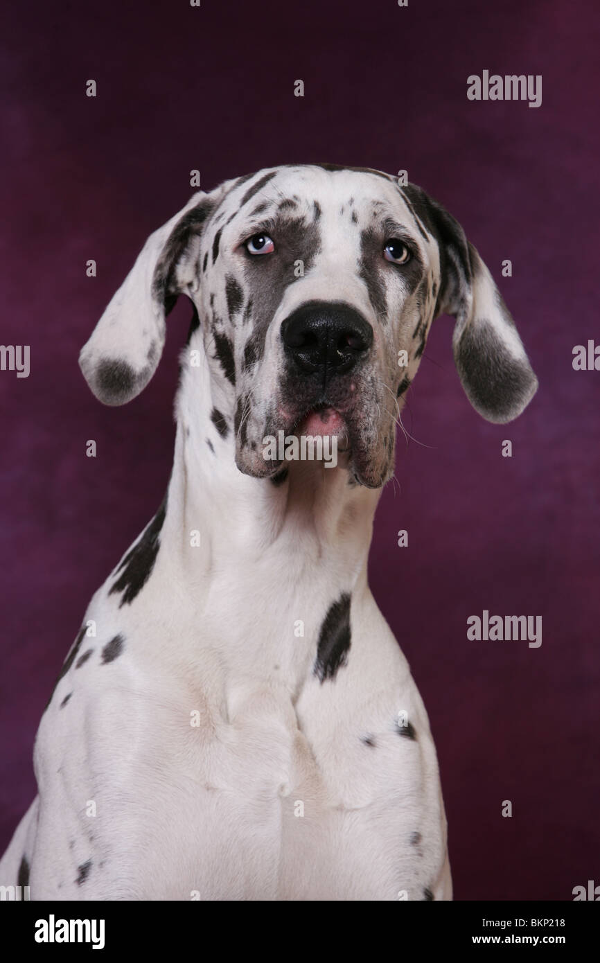 Great Dane Portrait Stock Photo - Alamy