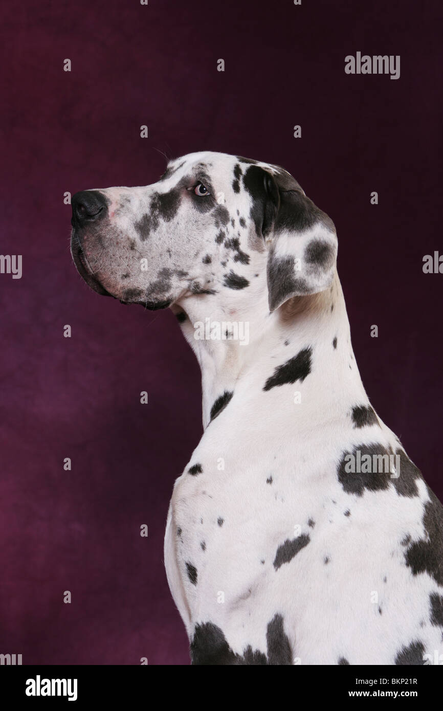 Great Dane Portrait Stock Photo - Alamy