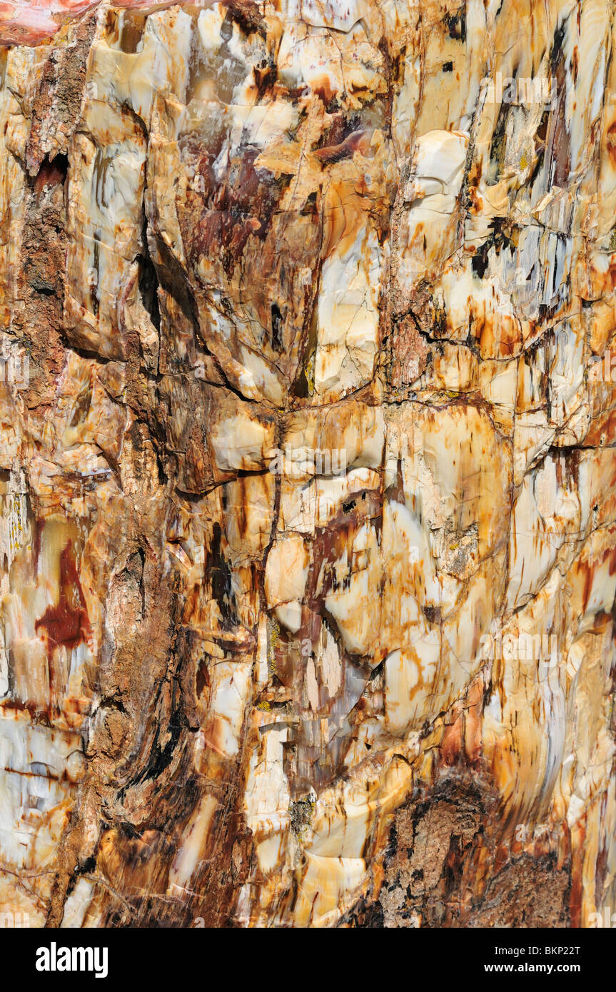 bark of a petrified tree Stock Photo - Alamy