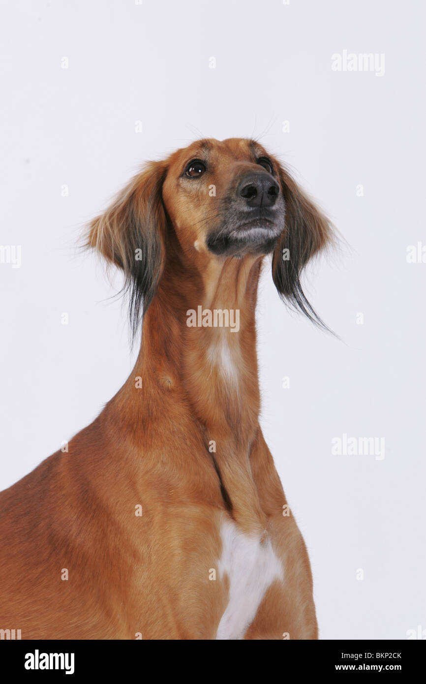 Smooth saluki hi-res stock photography and images - Alamy