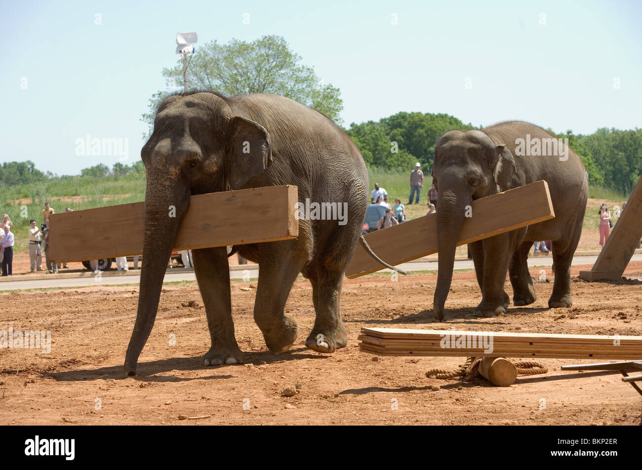 Evan Almighty Animals Arrive