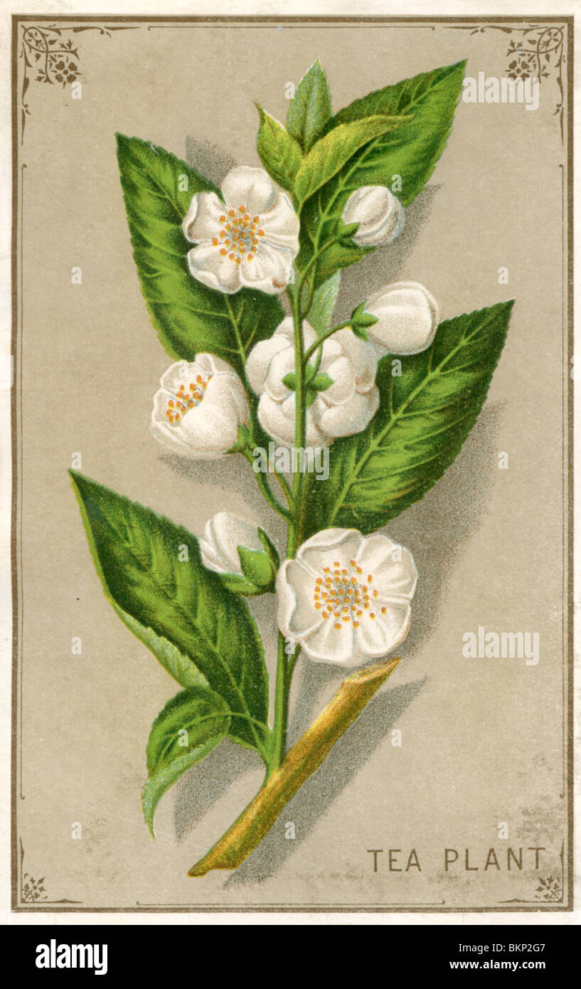Victorian plant drawing hi-res stock photography and images - Alamy