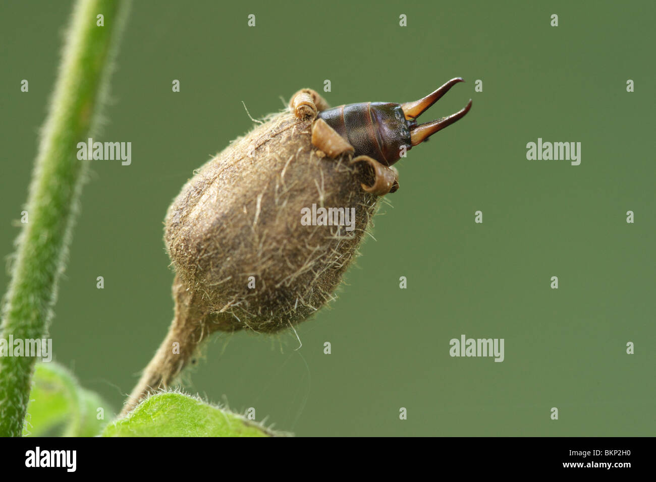 Oorwurm hi-res stock photography and images - Alamy