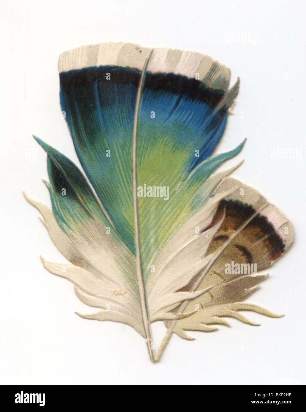 Blue and Green Feather Stock Photo - Alamy