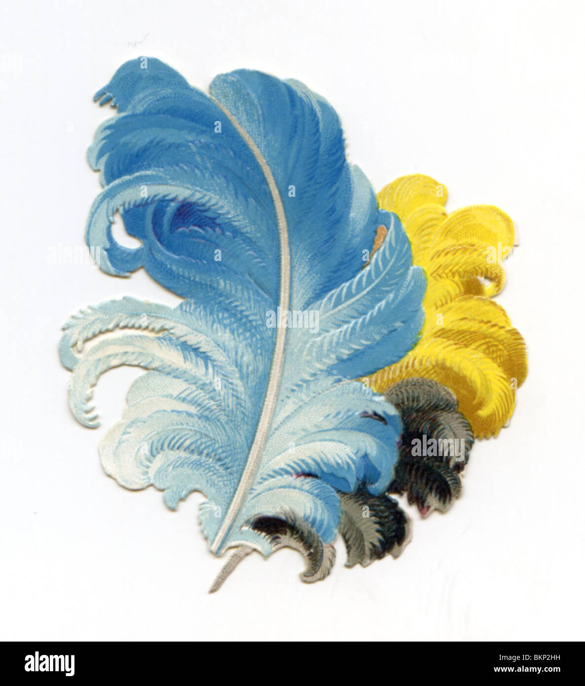 Blue black feathers Cut Out Stock Images & Pictures - Alamy