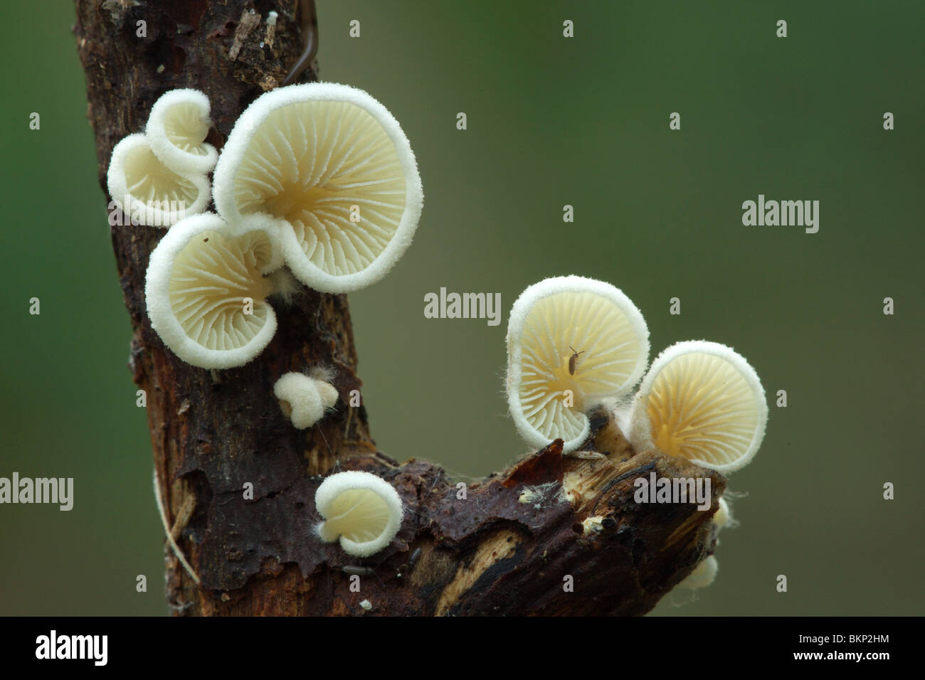 Variable Oysterling (Crepidotus variabilis) seen from below Stock Photo ...
