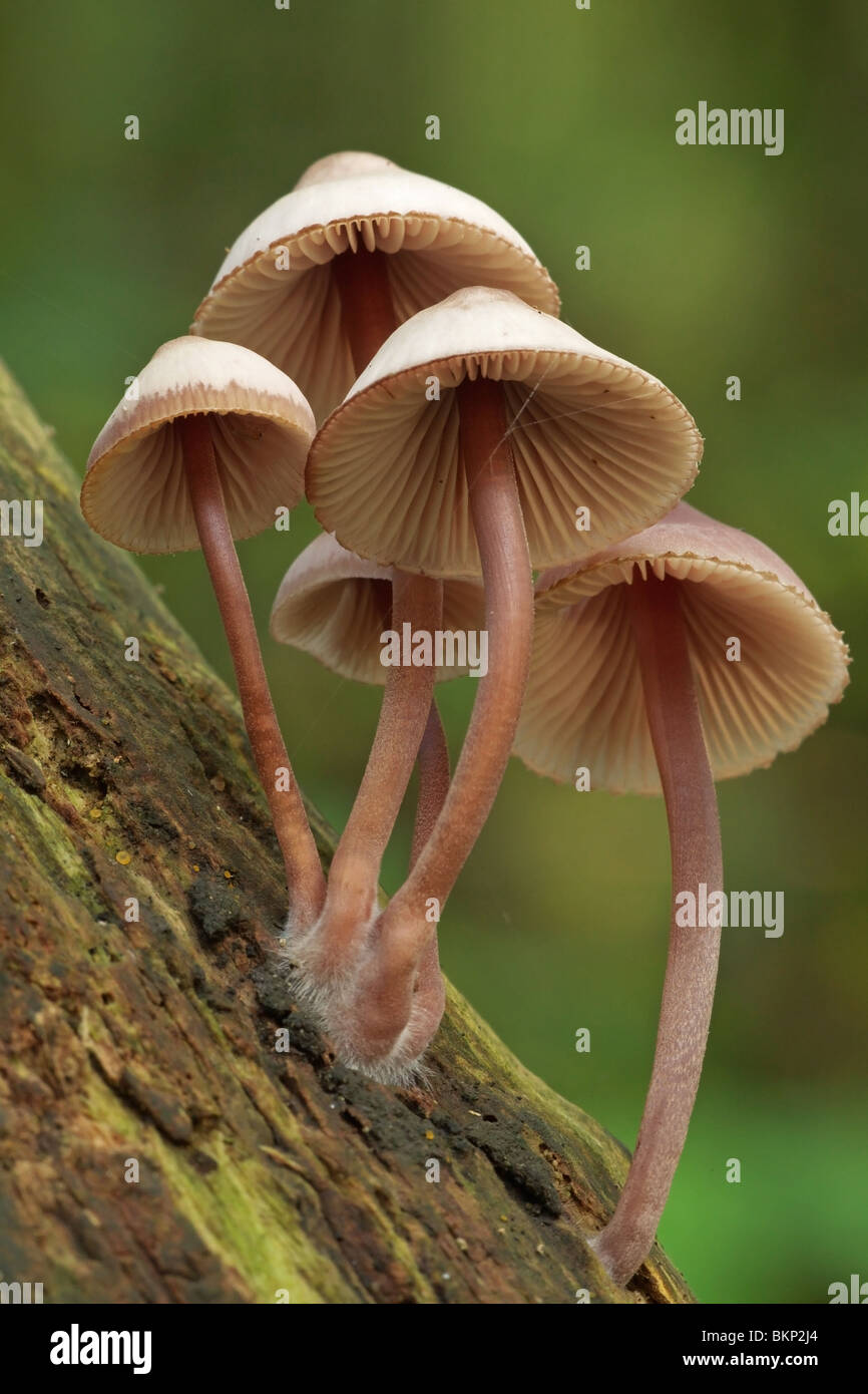 Mycena heamatopus, Bleeding Mycena Stock Photo - Alamy