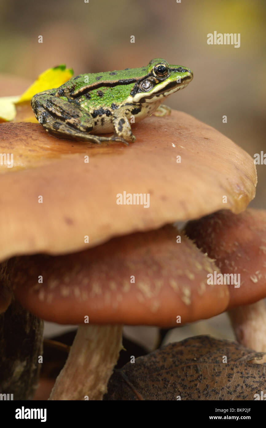 Toadstool frog hi-res stock photography and images - Alamy