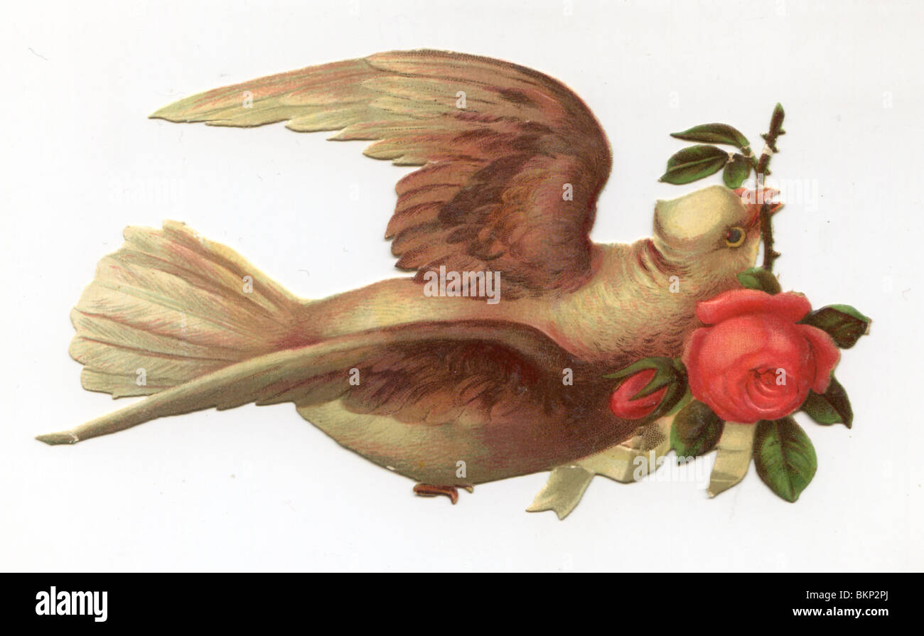 Dove Carrying a Red Rose Stock Photo - Alamy