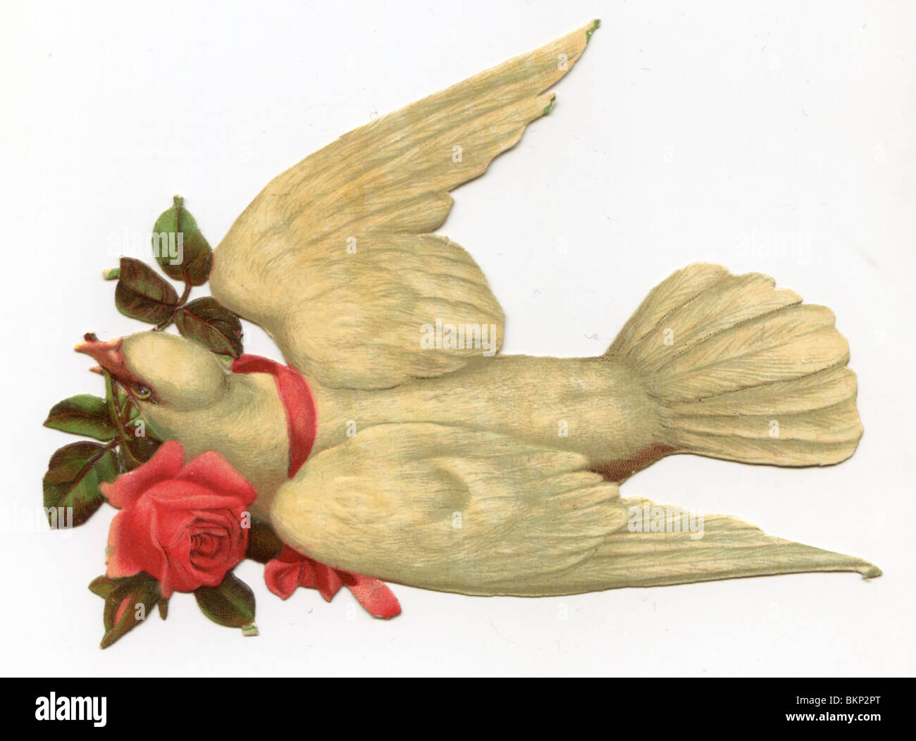 White Dove Carrying a Red Rose Stock Photo - Alamy