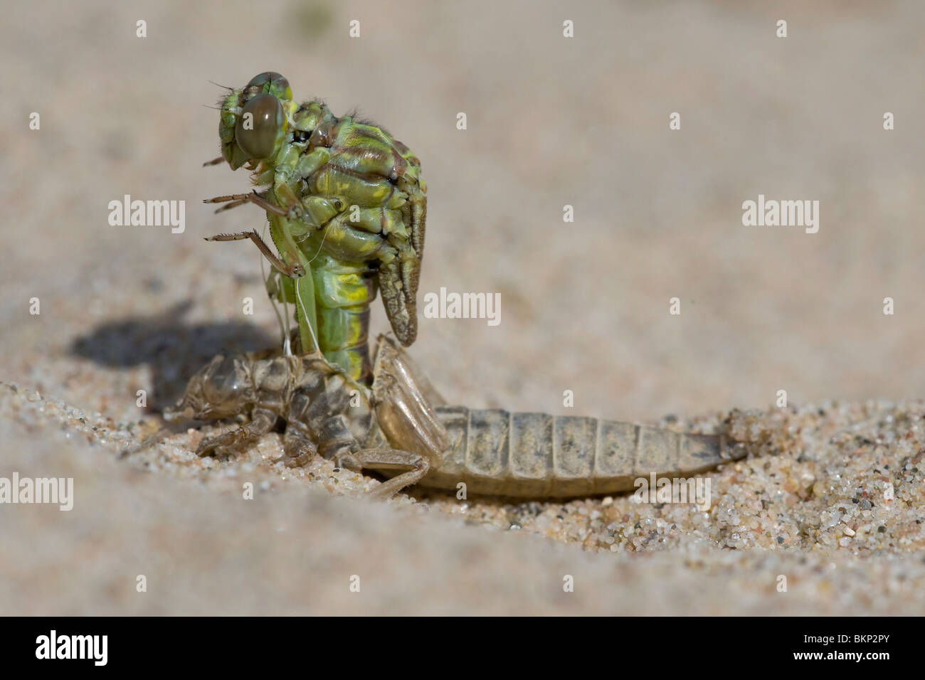 Emerging River Clubtail (6/12); emerging, after 5 minutes Stock Photo ...