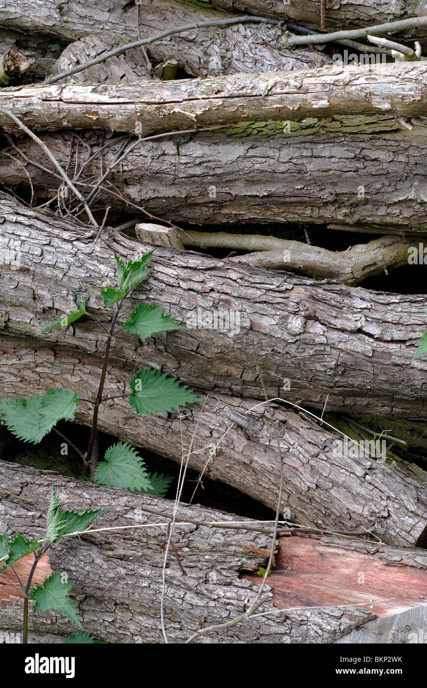 Wildlife log pile hi-res stock photography and images - Alamy