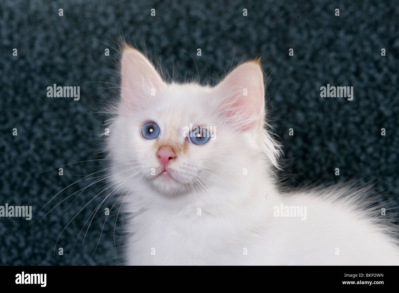 Sacred Birman Kitten Stock Photo - Alamy