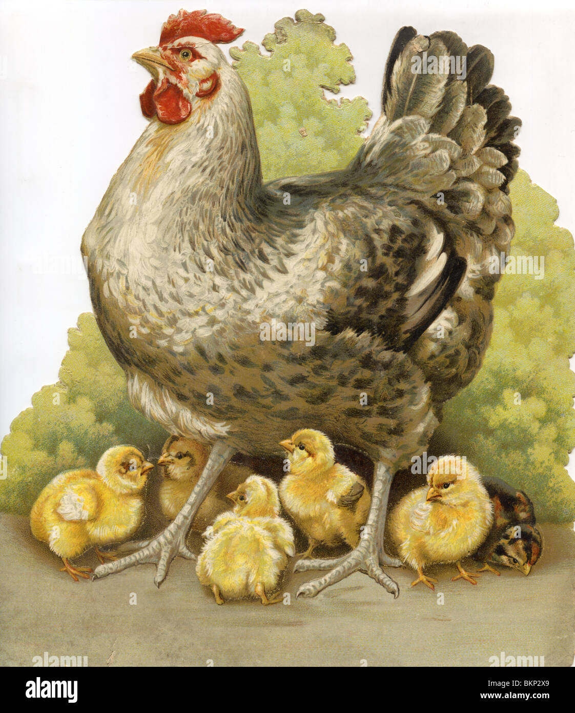 Hen and Chicks Stock Photo - Alamy