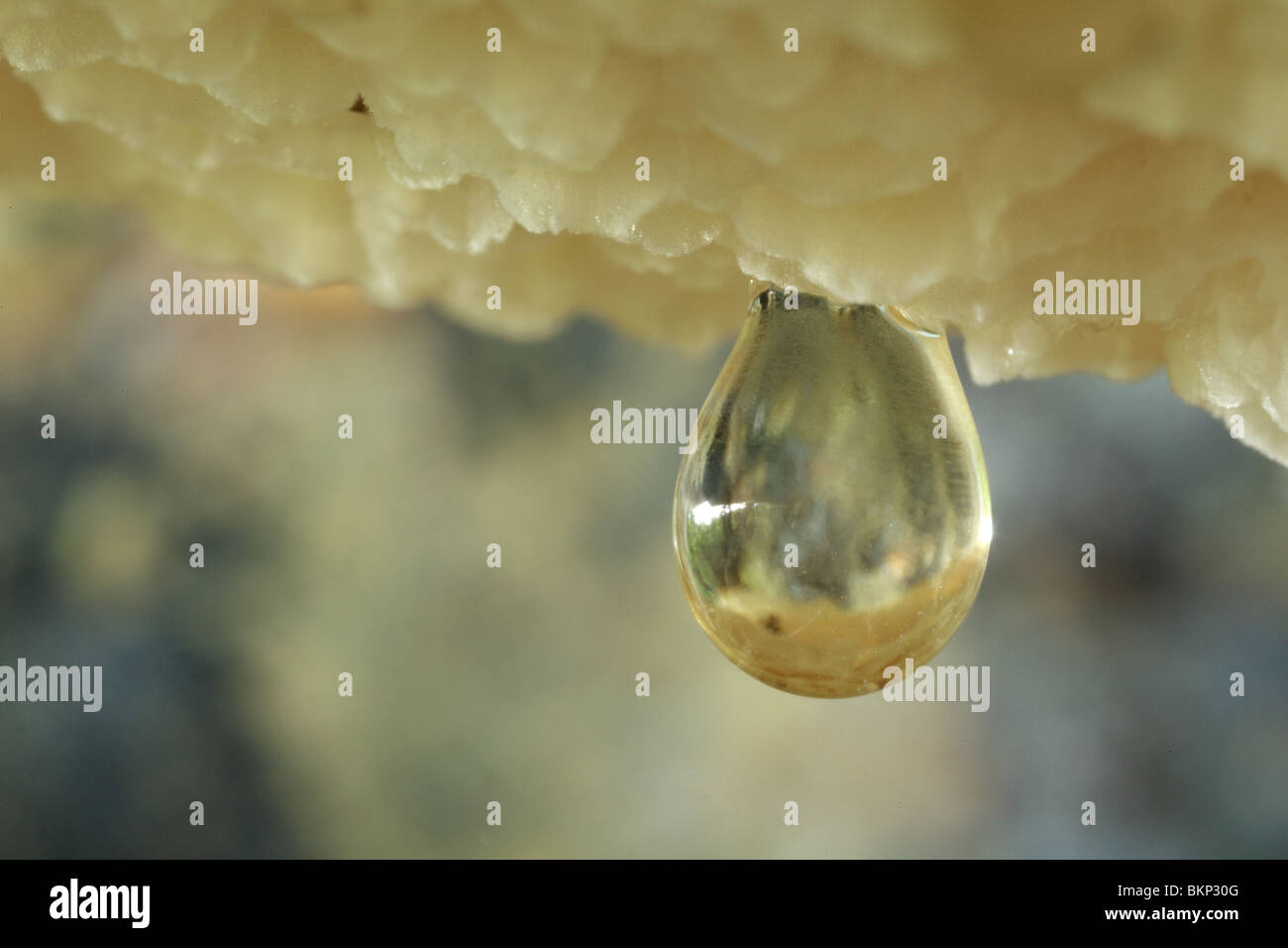 Guttation hi-res stock photography and images - Alamy