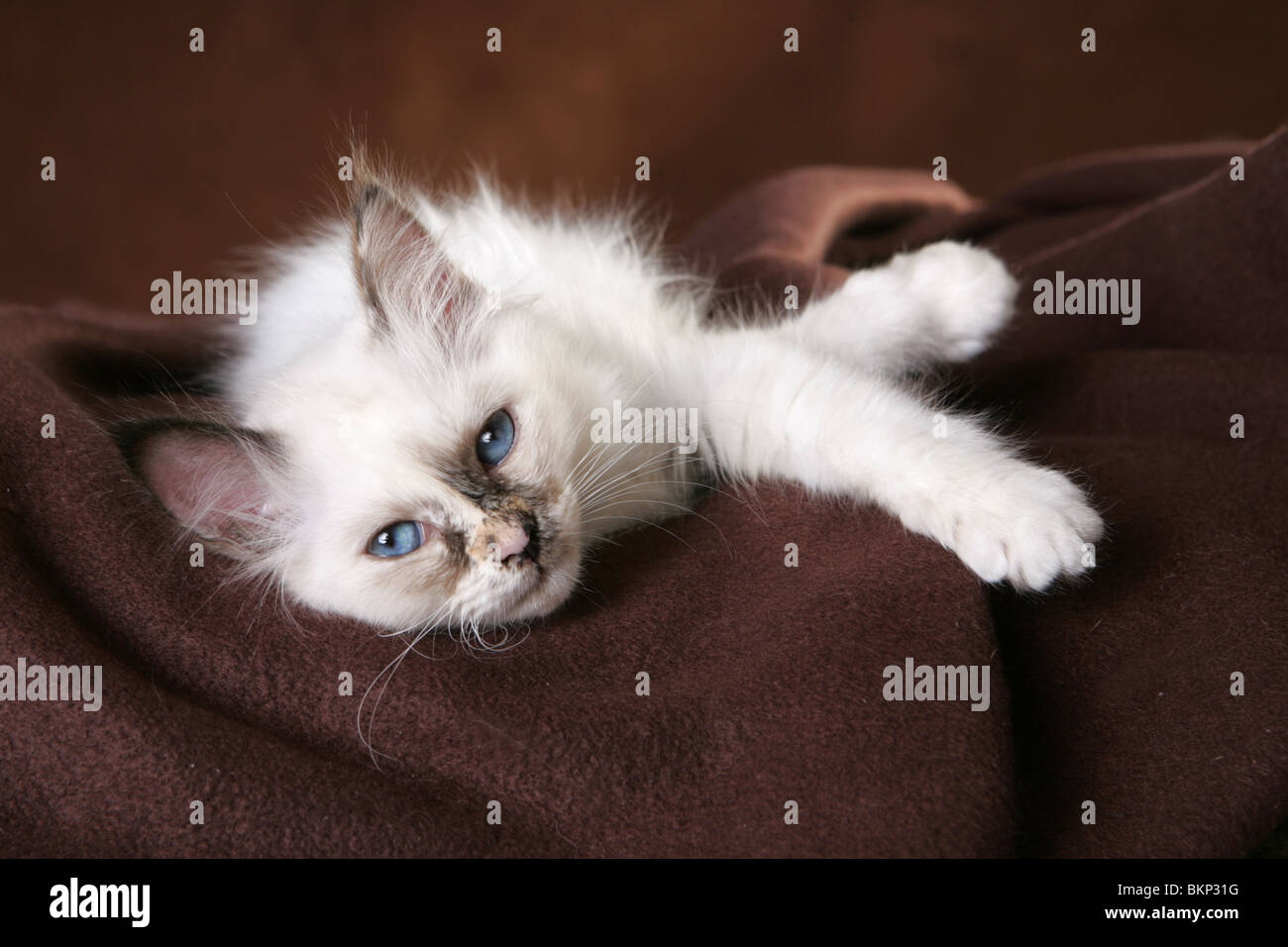 Sacred Birman Kitten Stock Photo - Alamy