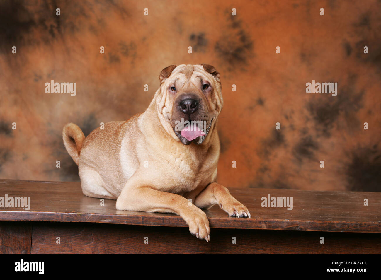 Shar pei tongue hi-res stock photography and images - Alamy
