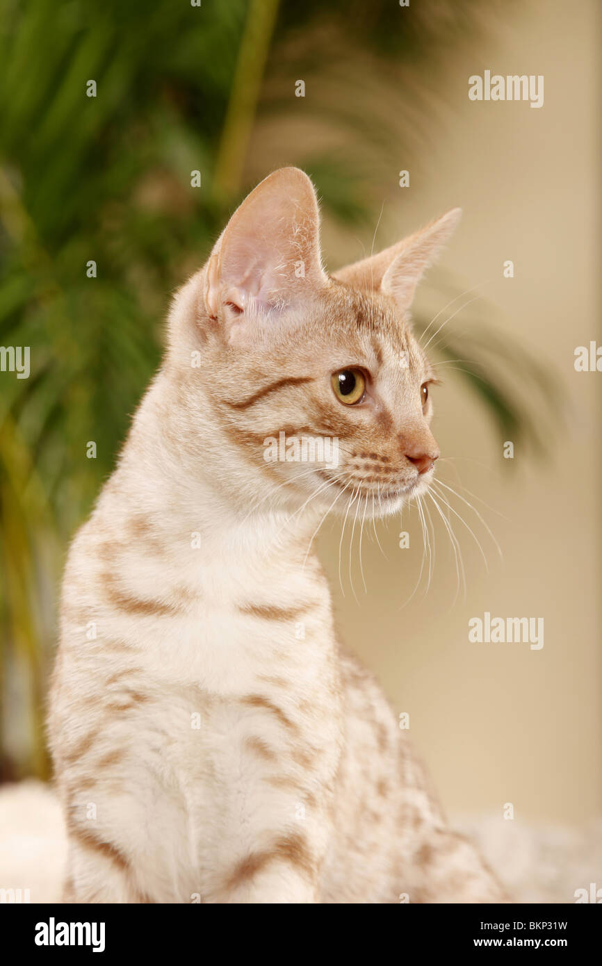 junge Ocicat / young Ocicat Stock Photo - Alamy