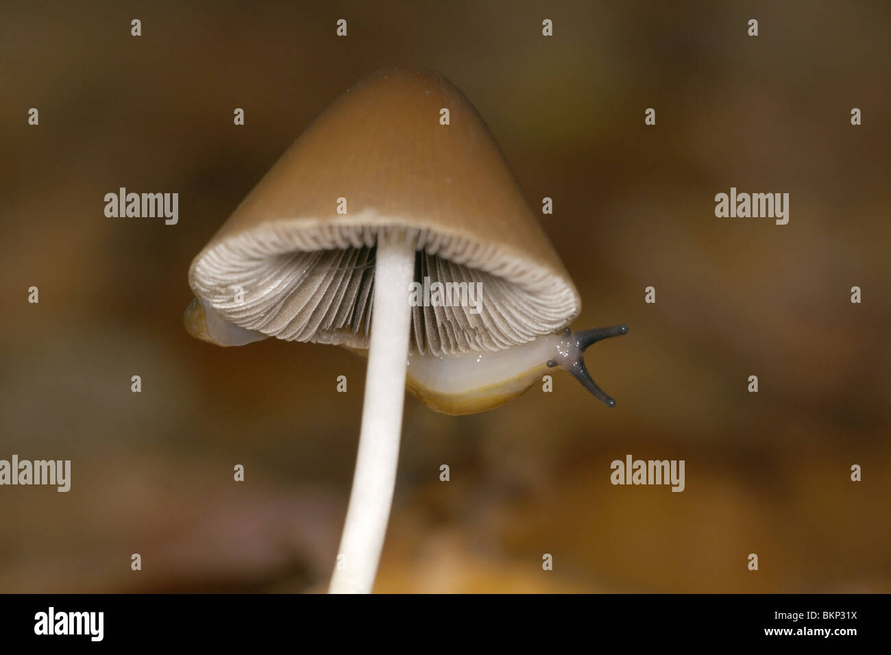 Slug mushrooms hi-res stock photography and images - Alamy