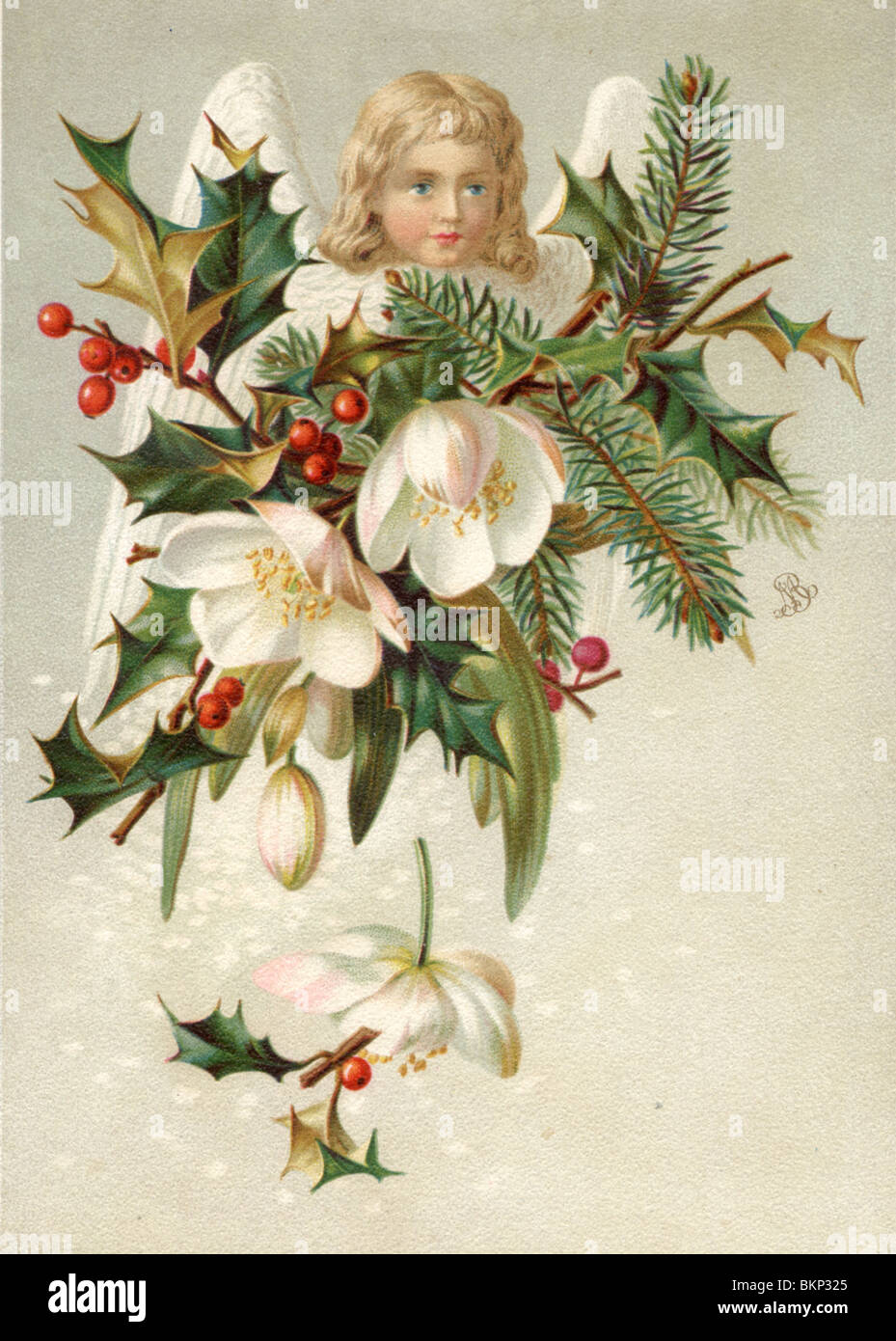 Christmas rose illustration hi-res stock photography and images - Alamy