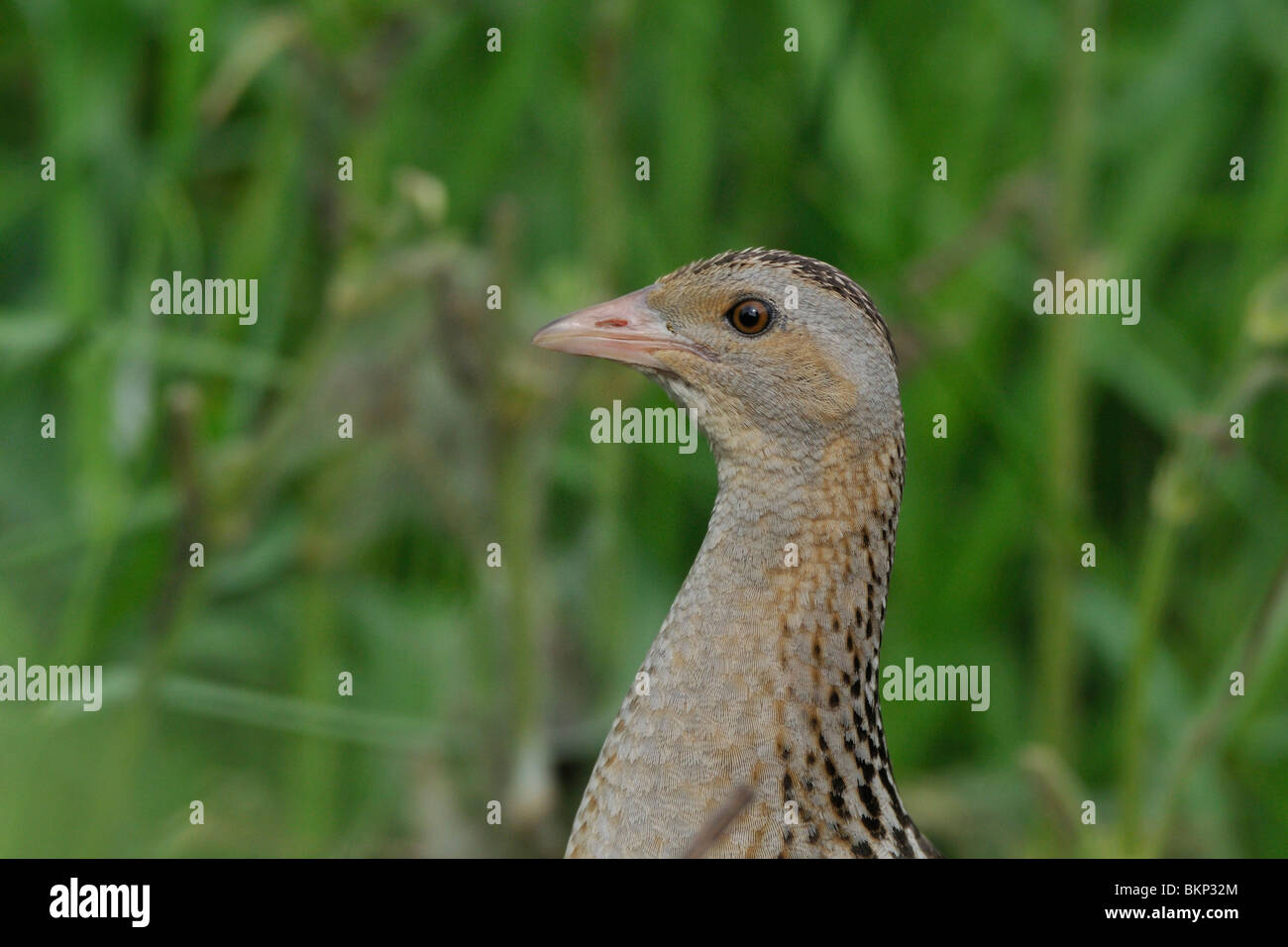 portret van volwassen kwartelkoning man; portret of adult corn crake ...
