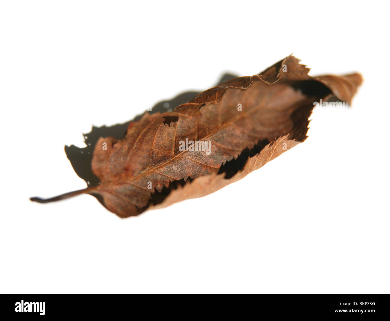 Curled leaf Cut Out Stock Images & Pictures - Alamy