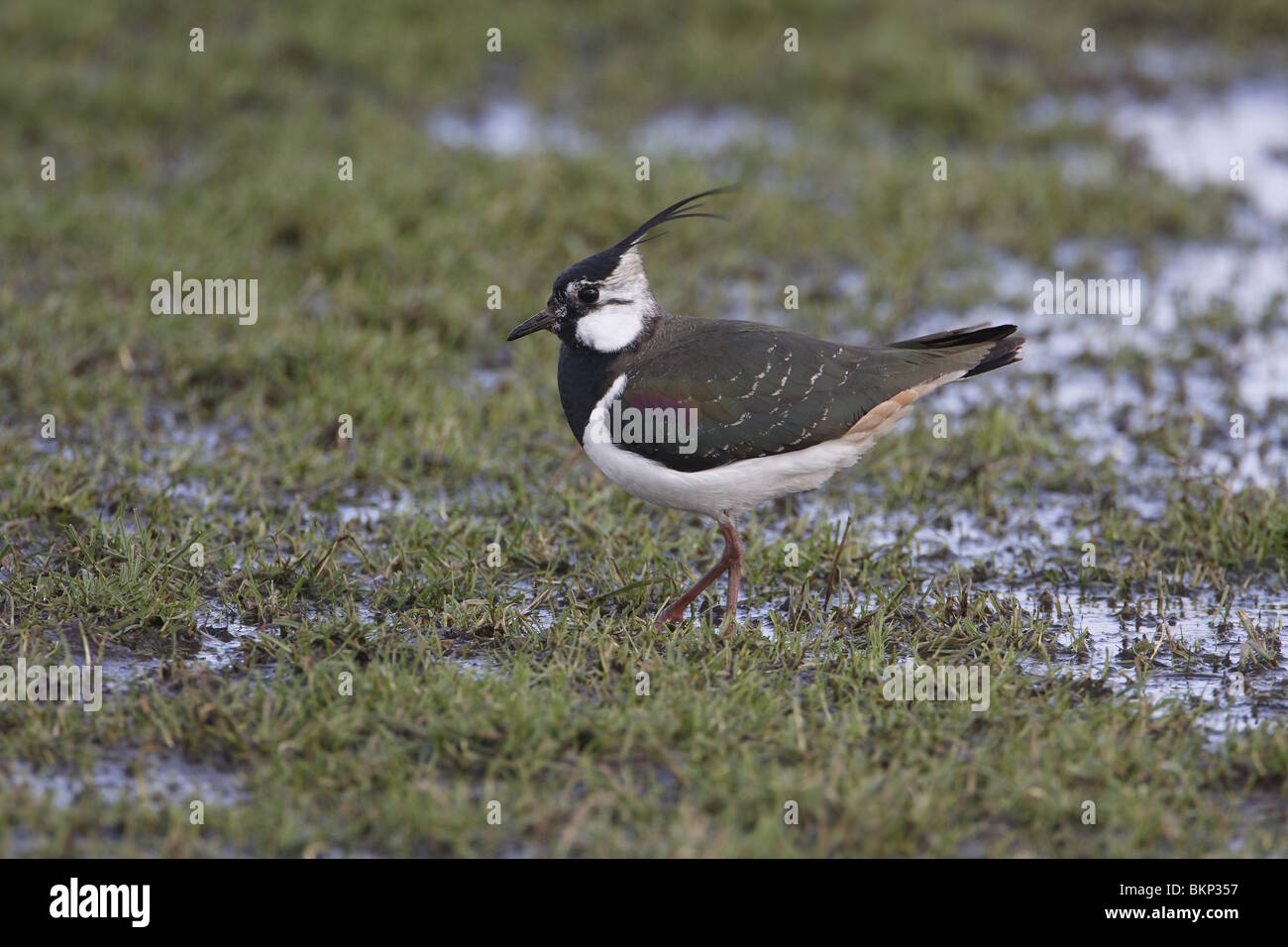 Kievit in plasdras hi-res stock photography and images - Alamy
