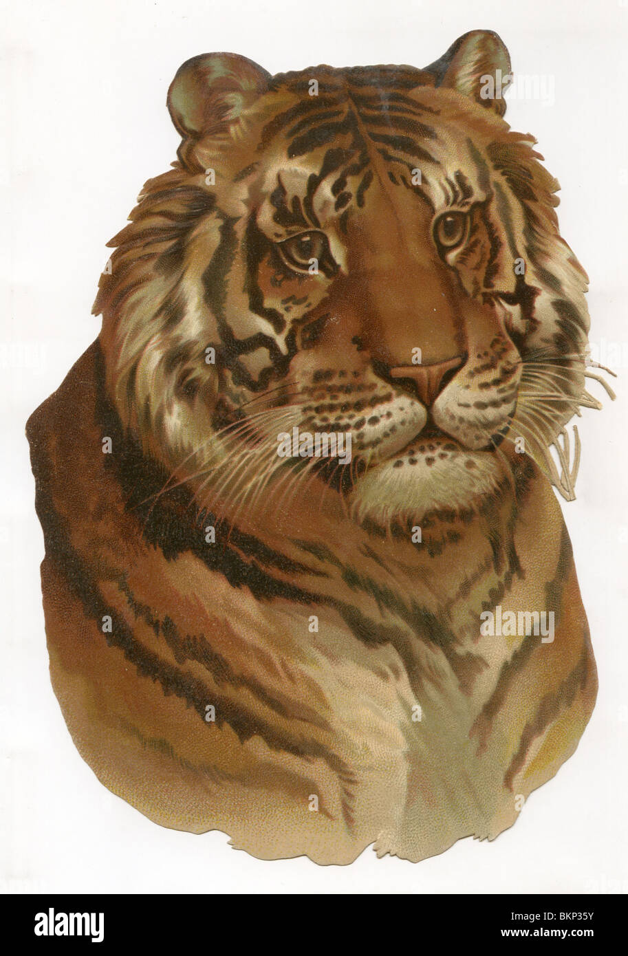 Victorian tiger hi-res stock photography and images - Alamy