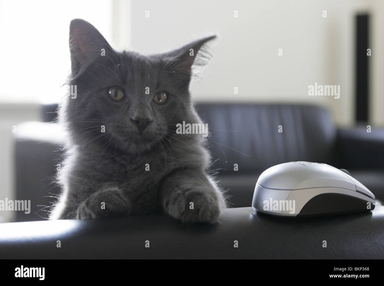 Funny cats computer hi-res stock photography and images - Alamy