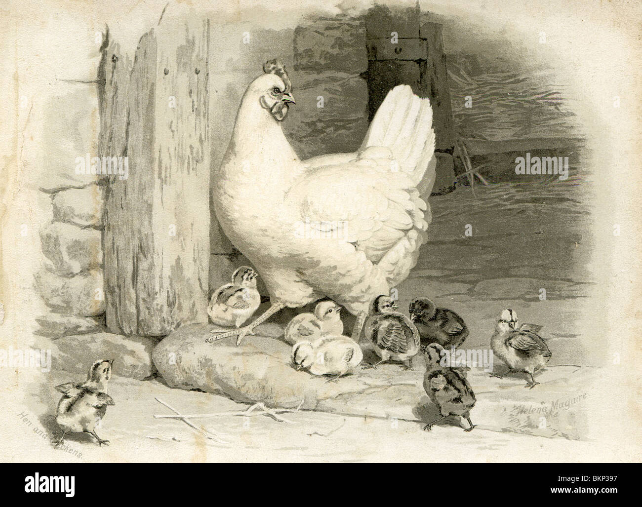 Chicken and her Chicklings Stock Photo - Alamy