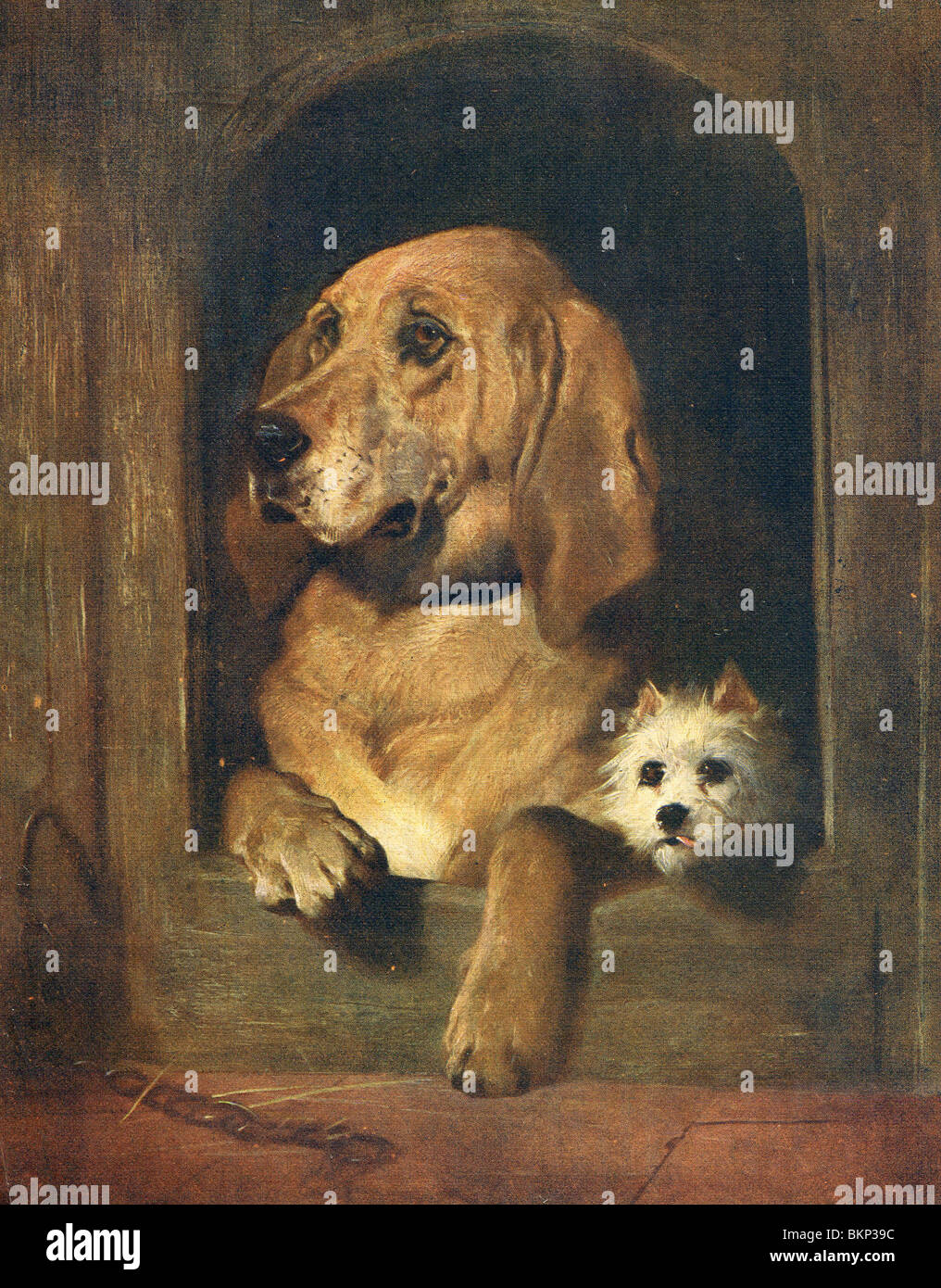 The Relaxing Dogs Stock Photo - Alamy