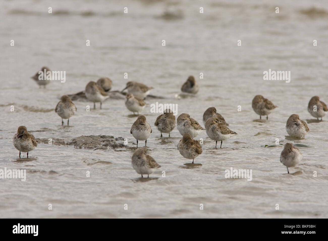 Strandlopers High Resolution Stock Photography and Images - Alamy