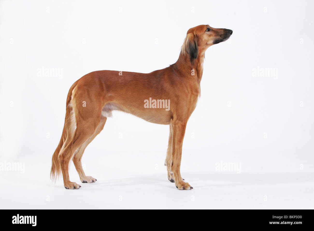 Smooth saluki hi-res stock photography and images - Alamy