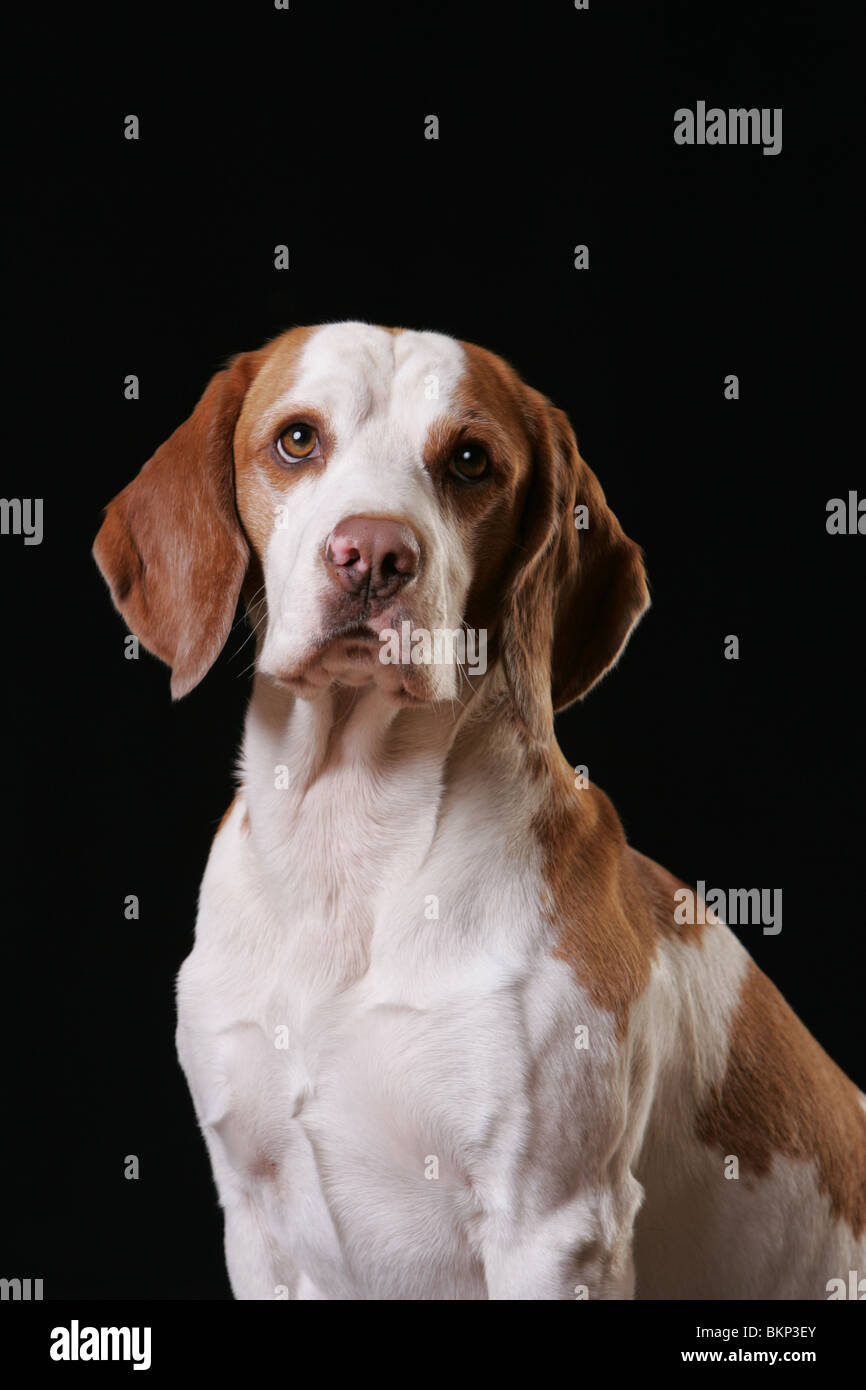 Dog portrait and studio hi-res stock photography and images - Alamy